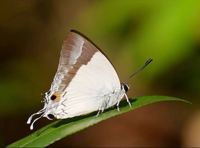 Tripura Marks First-Ever Sighting Of Rare Banded Royal Butterfly In ...